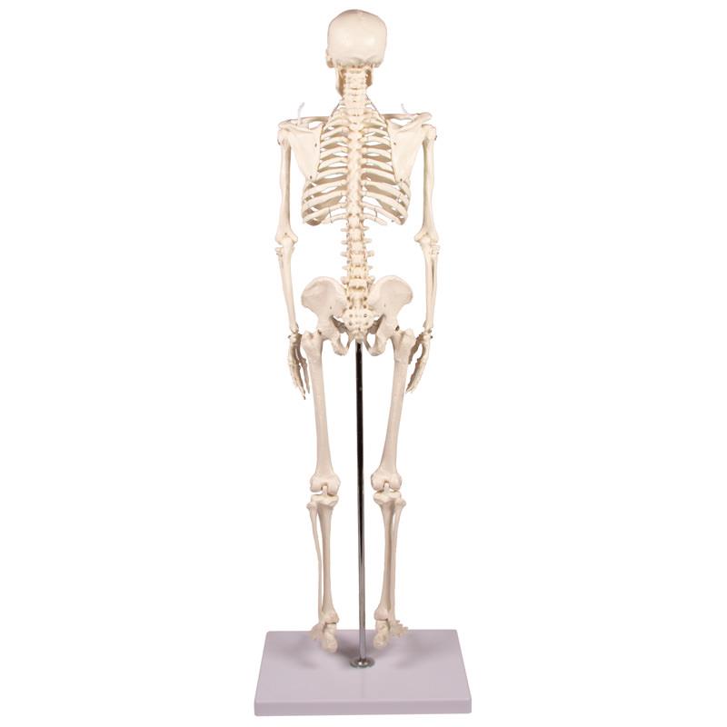 Esqueleto no articulado en miniatura “Tom”