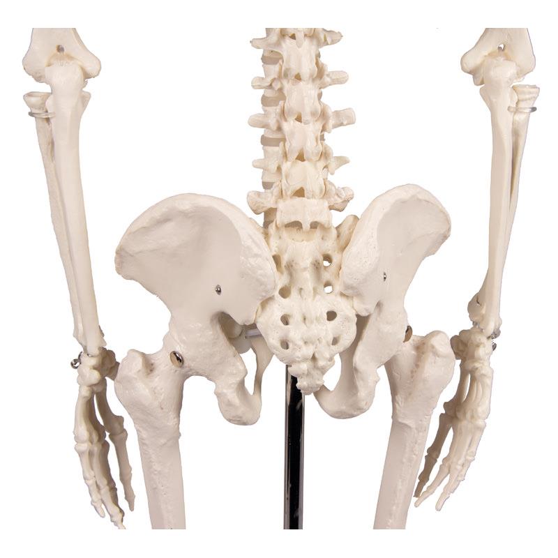 Esqueleto no articulado en miniatura “Tom”