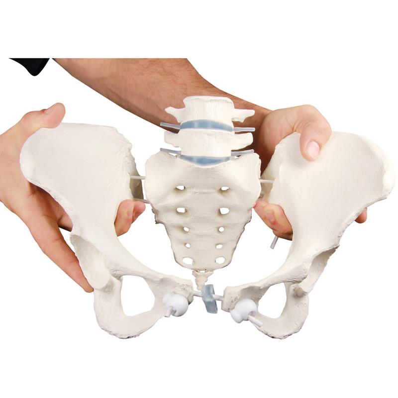 Pelvis femenina con sacro y 2 vértebras lumbares