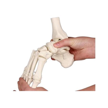 Esqueleto del pie flexible con inserción de tibia y peroné