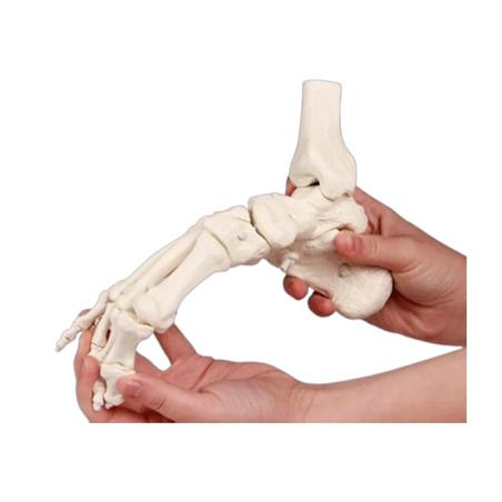 Esqueleto del pie flexible con inserción de tibia y peroné