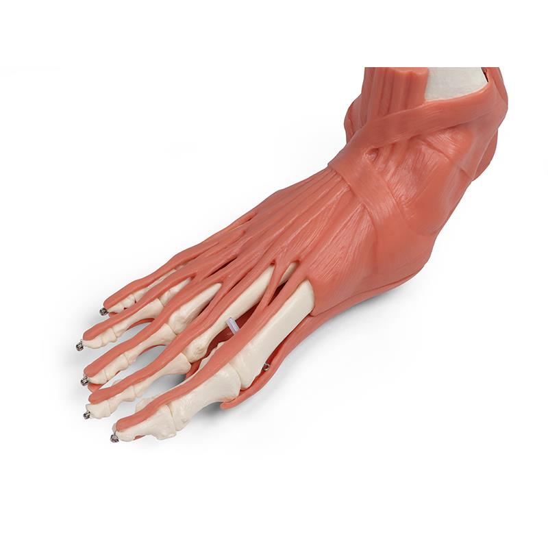 Modelo de pie con músculos y tendones