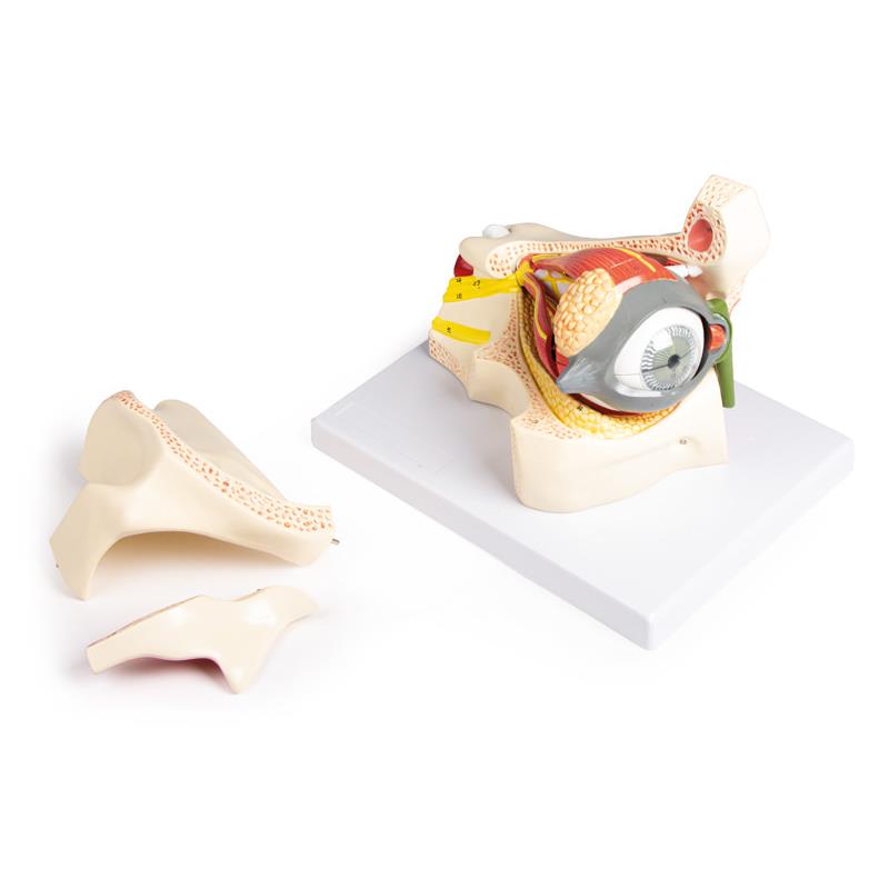 Modelo de ojo agrandado con cuenca ocular y párpado separable en 13 partes