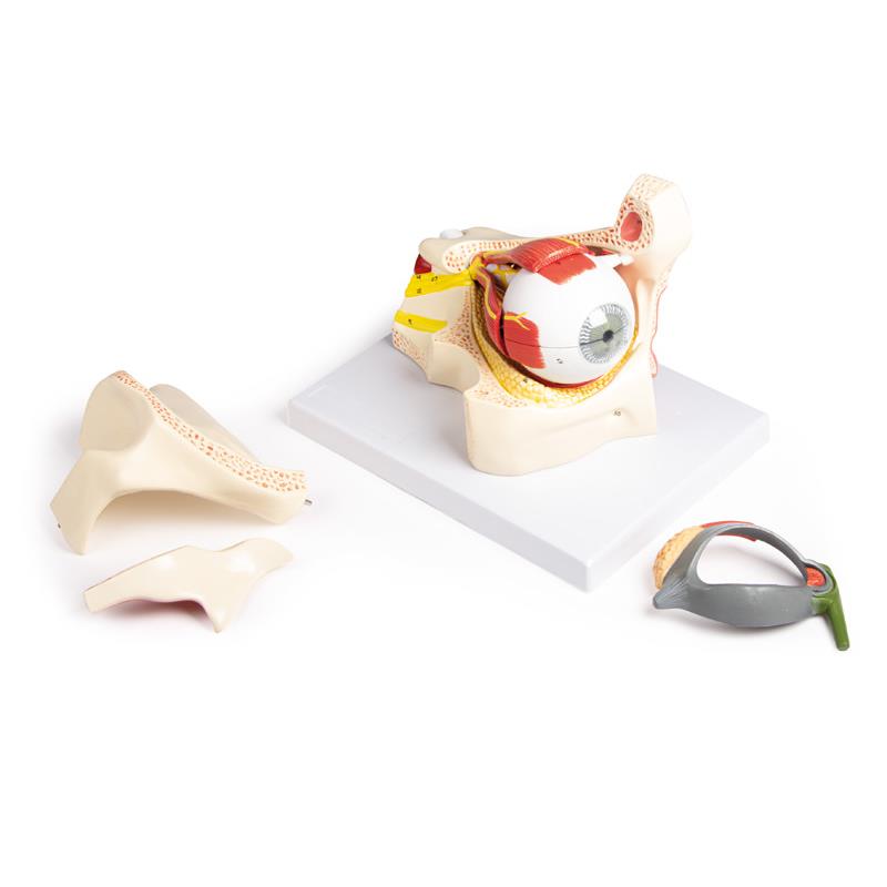 Modelo de ojo agrandado con cuenca ocular y párpado separable en 13 partes