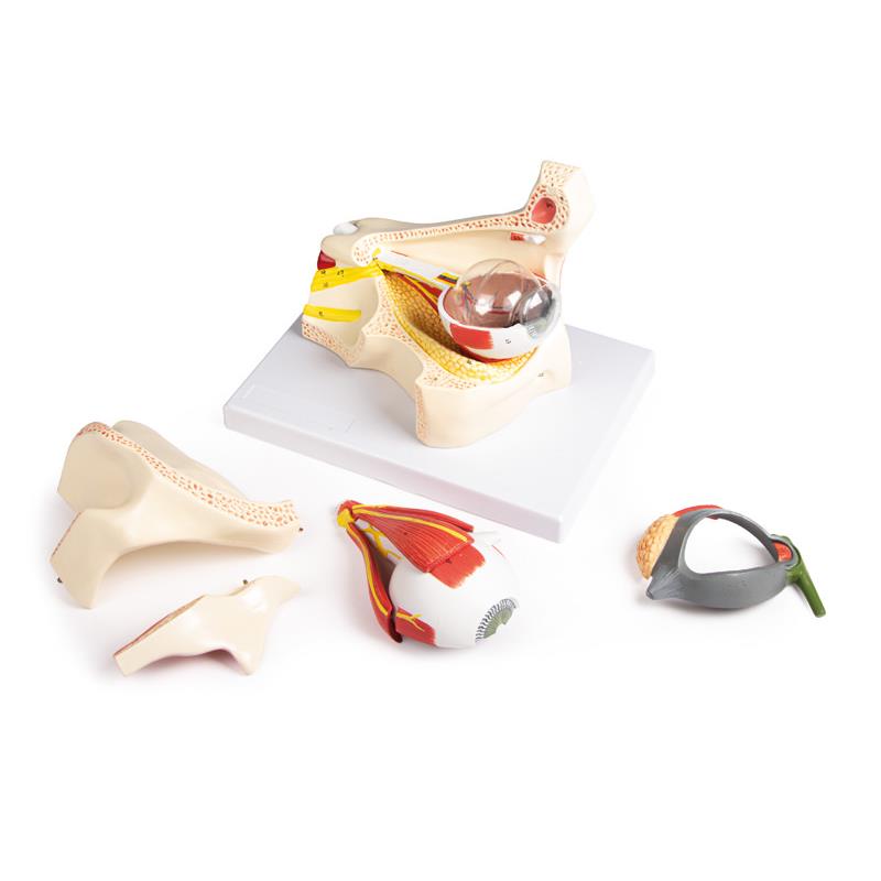 Modelo de ojo agrandado con cuenca ocular y párpado separable en 13 partes